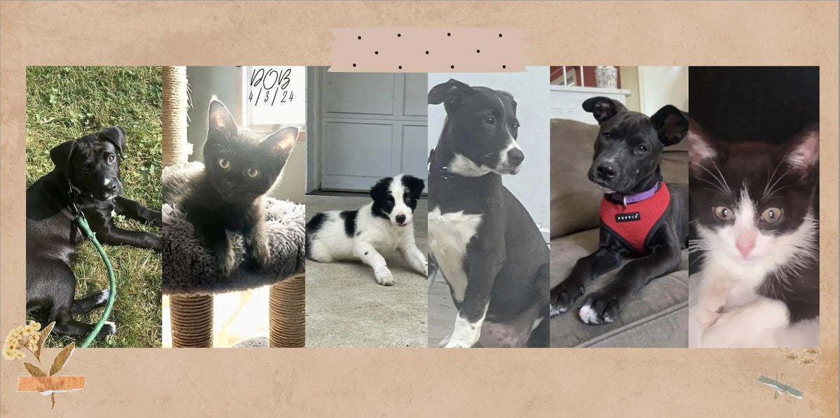 Furify partners with Lost Paws Animal Shelter: Sleep Well & Do Good!